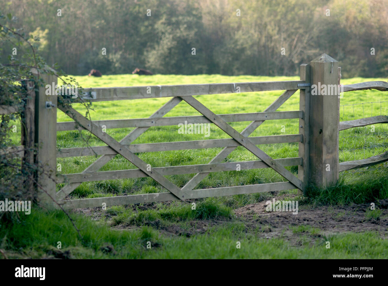 Farm gate, close-up, two animals in distant background Stock Photo - Alamy