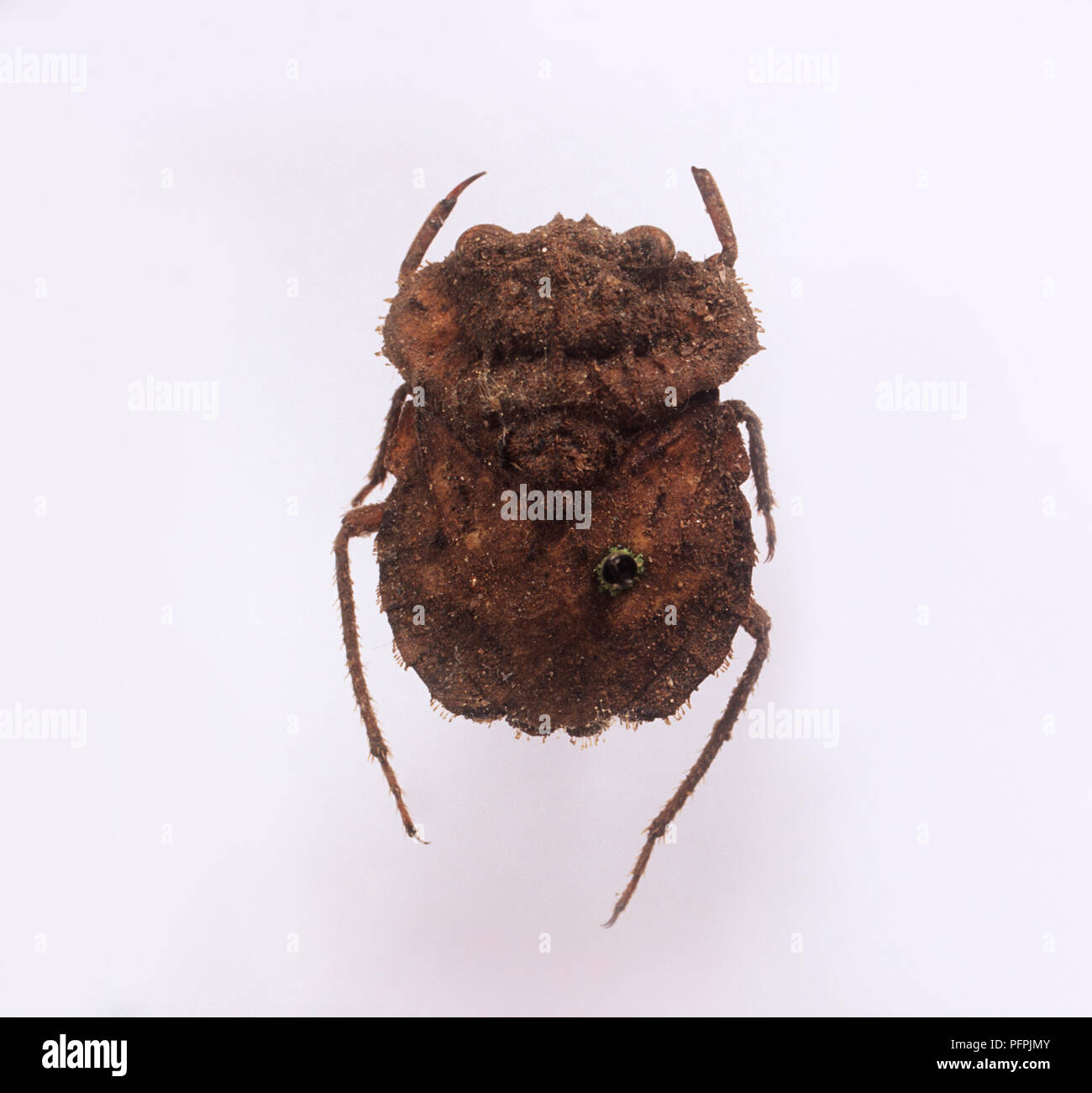 Toad bug (Nerthra grandicollis), view from above Stock Photo - Alamy