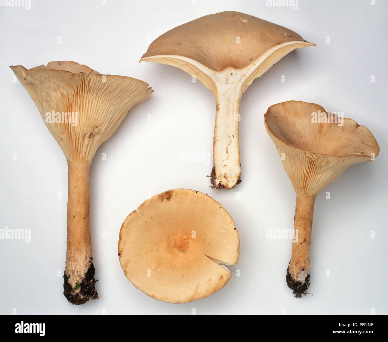 Side and top view of Clitocybe geotropa (Rickstone Funnel Cap Stock ...