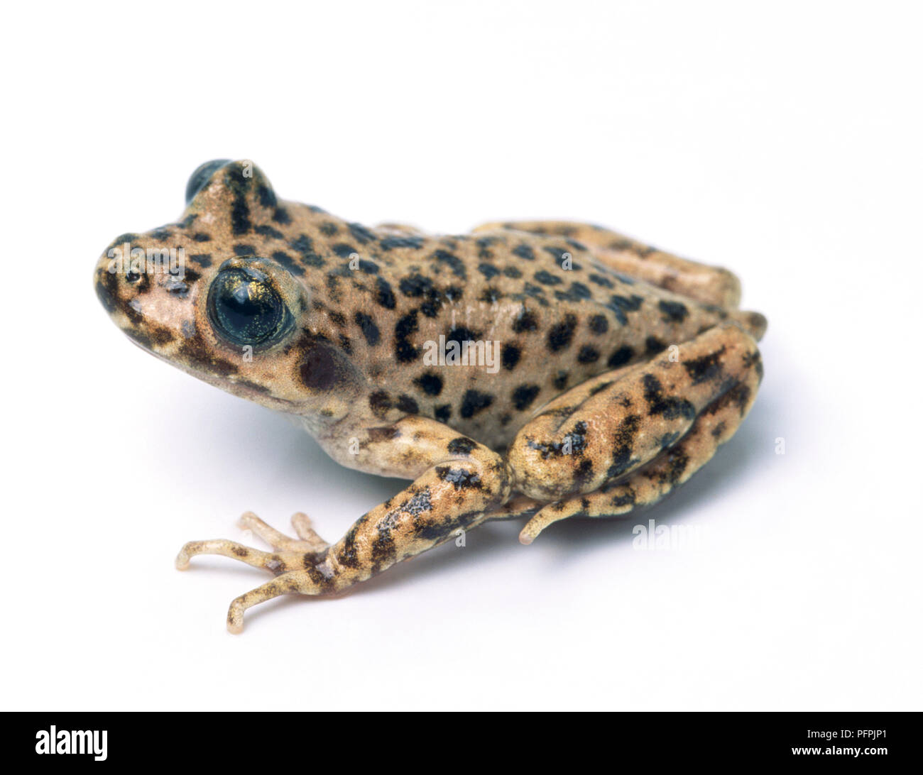 Majorcan midwife toad (Alytes muletensis), side view Stock Photo - Alamy