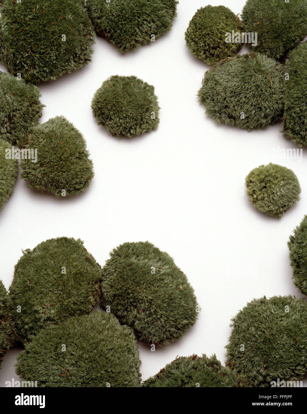 Lump of moss hi-res stock photography and images - Alamy