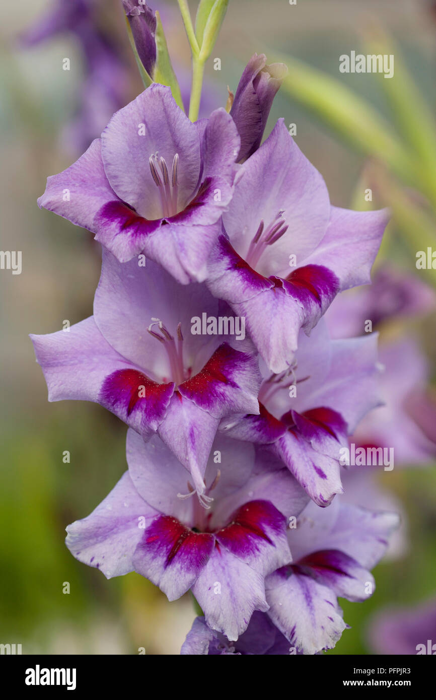 Gladiolus 'Passos', purple flowers, close-up Stock Photo - Alamy