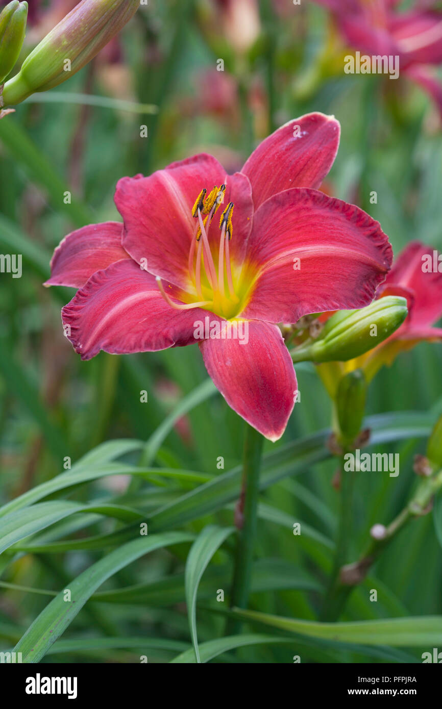 Chicago apache hi-res stock photography and images - Alamy