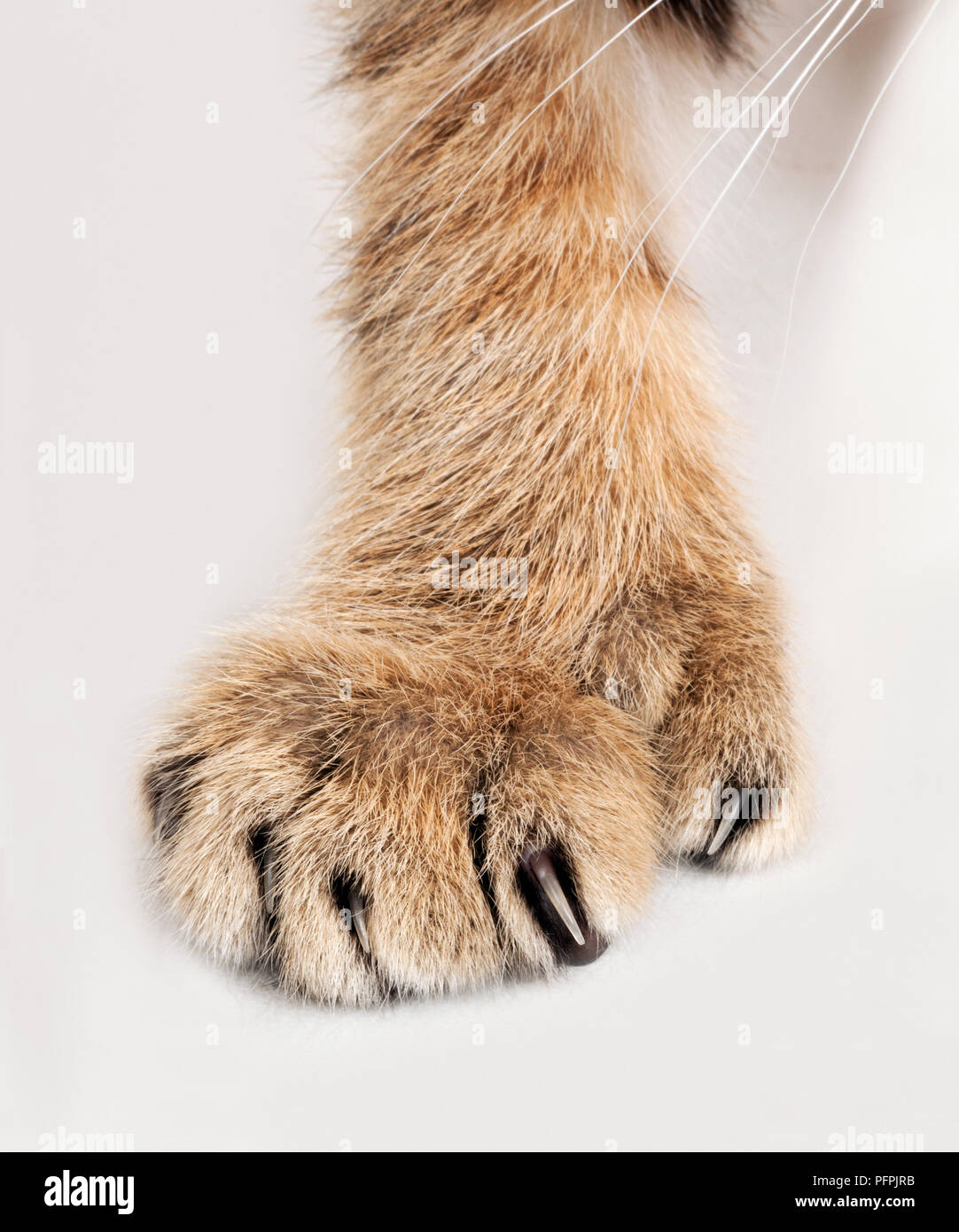 Feline cat family hi-res stock photography and images - Alamy