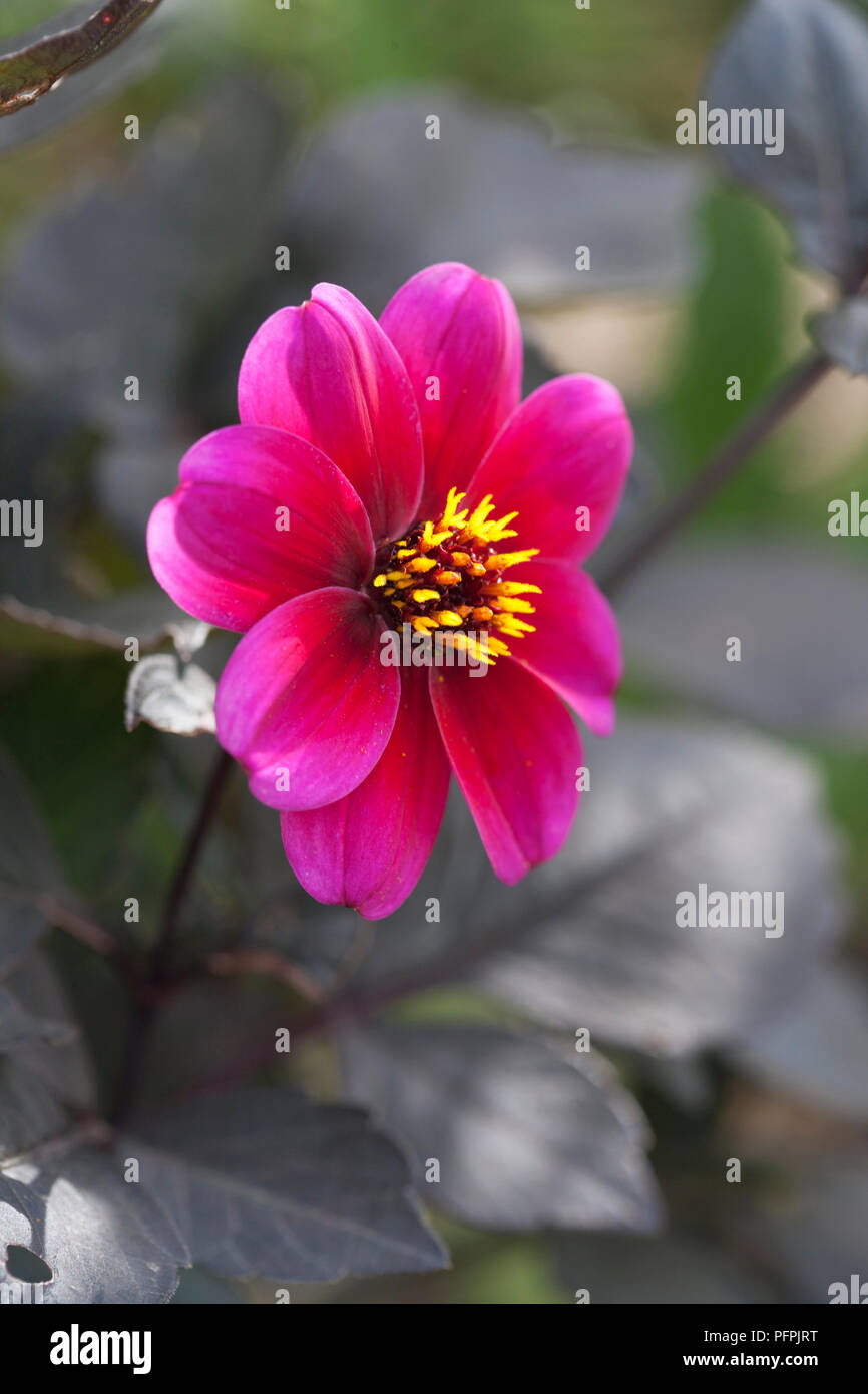 Dahlia 'Roxy', close-up Stock Photo - Alamy