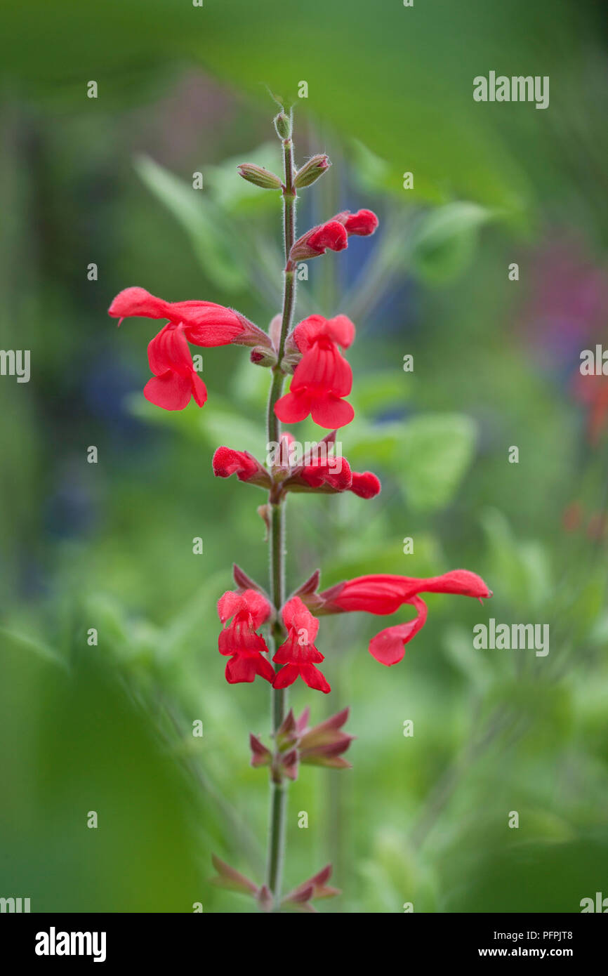Salvia roemeriana (Cedar sage), red flowers Stock Photo - Alamy