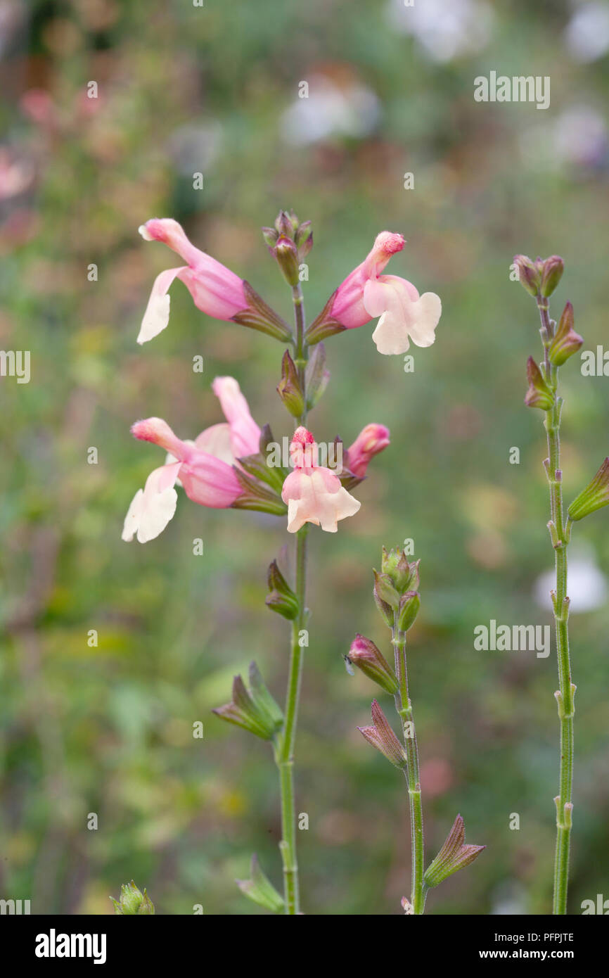 Salvia x jamensis 'Sierra San Antonio', pink flowers Stock Photo - Alamy