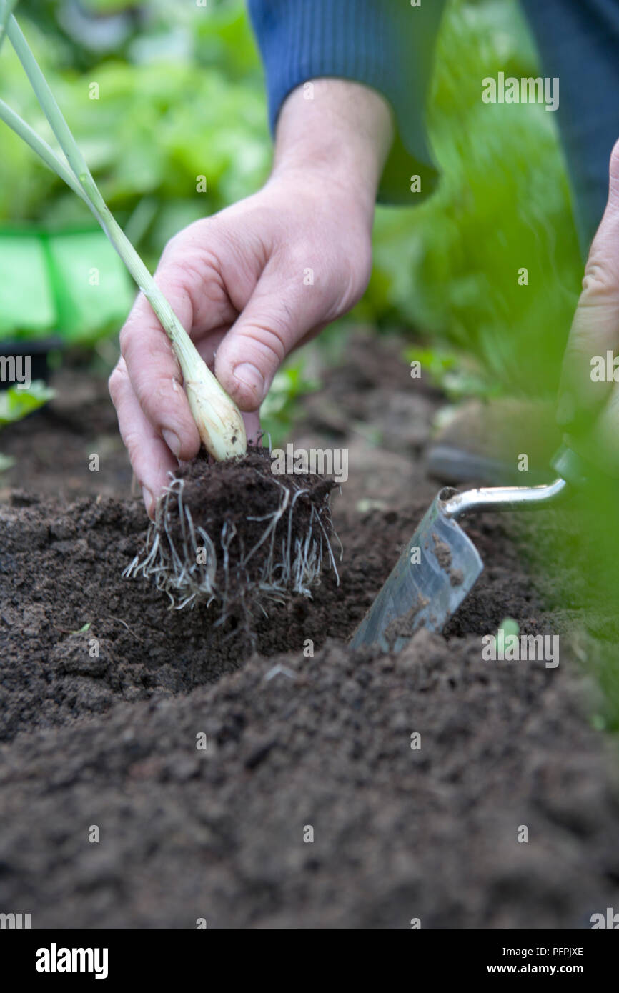 Planting out onion seedling Stock Photo - Alamy