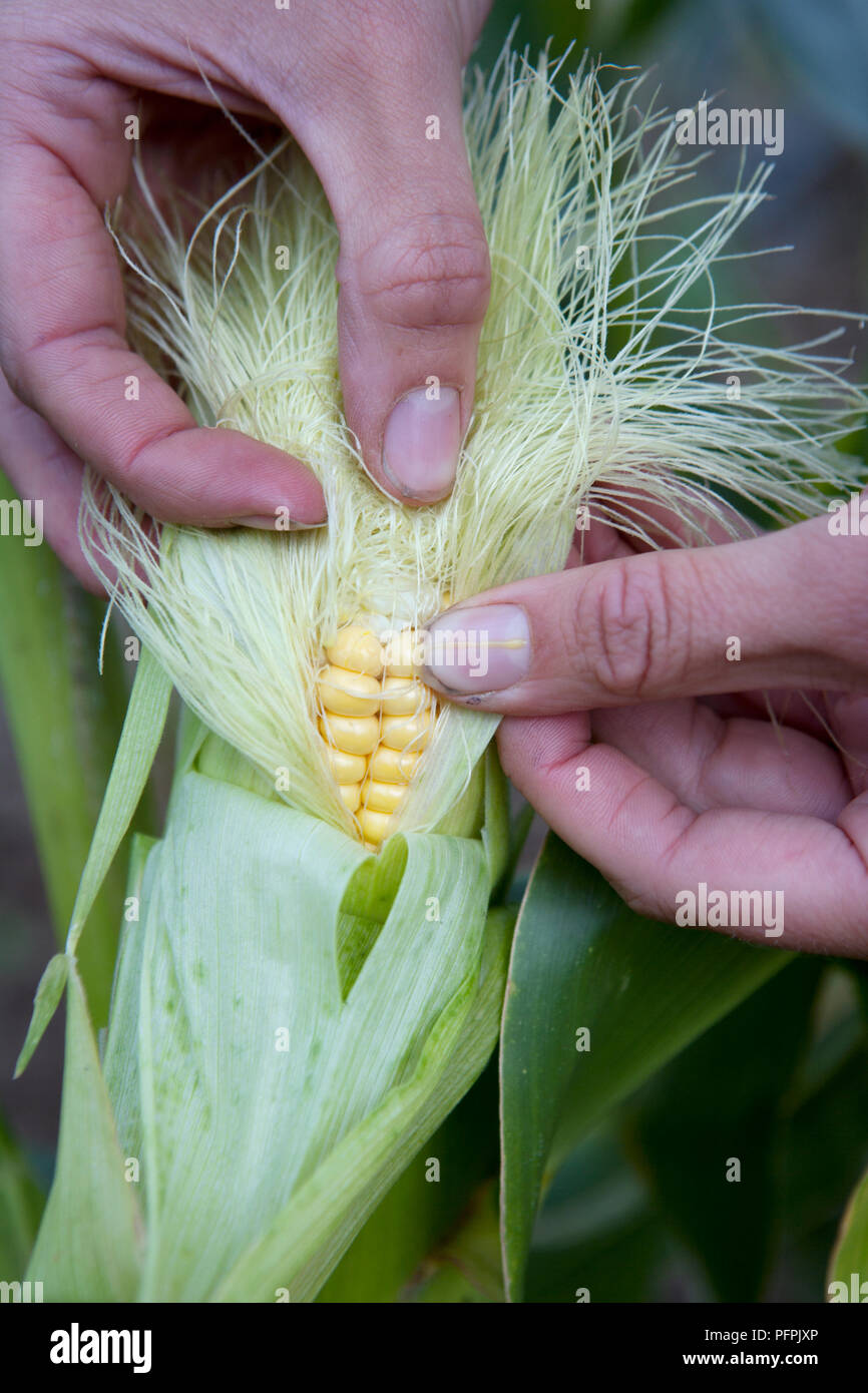 Piercing sweetcorn kernel with fingernail to check cobs are ready to ...