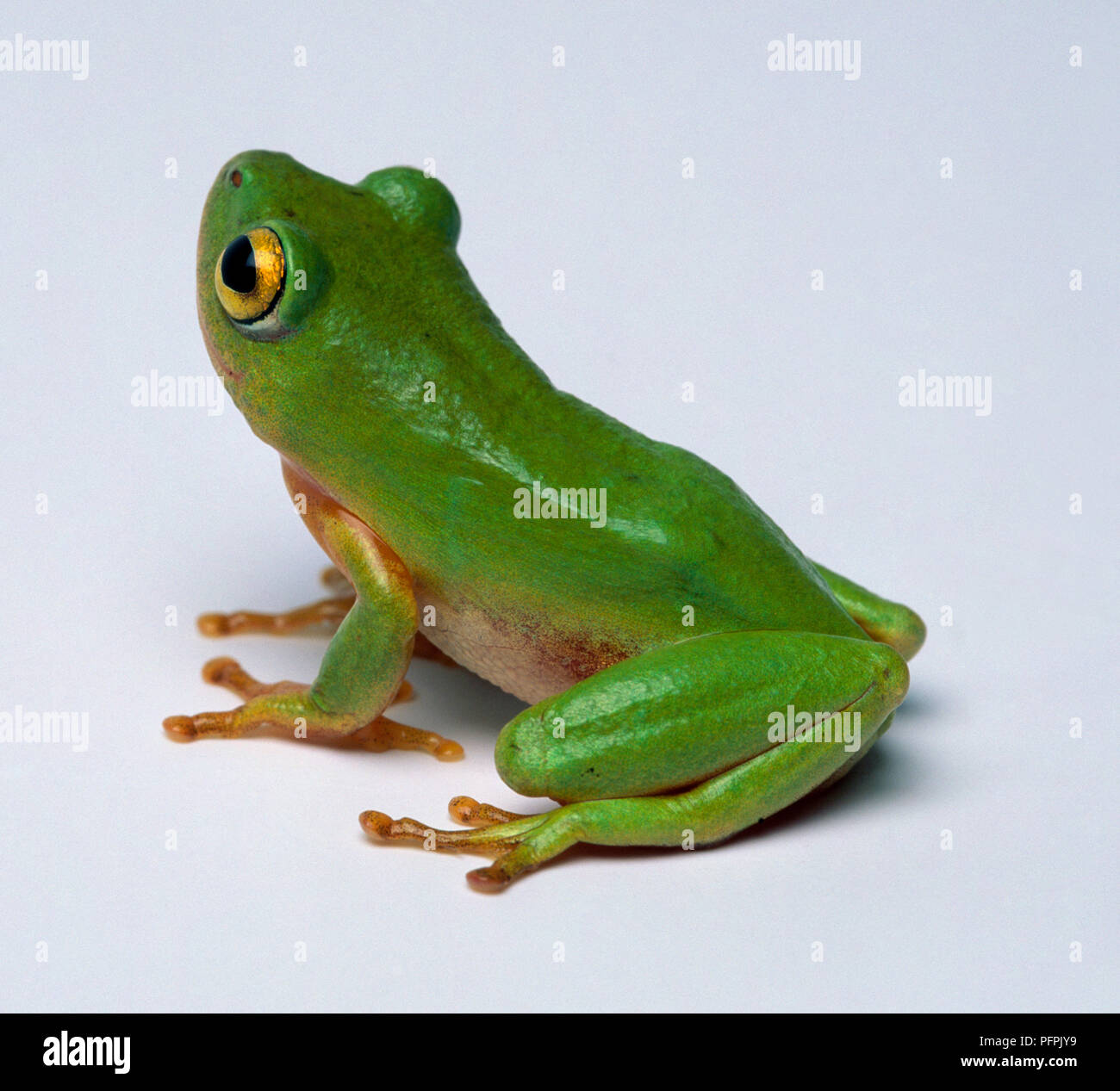 Tinker reed frog (Hyperolius tuberilinguis), looking up Stock Photo - Alamy