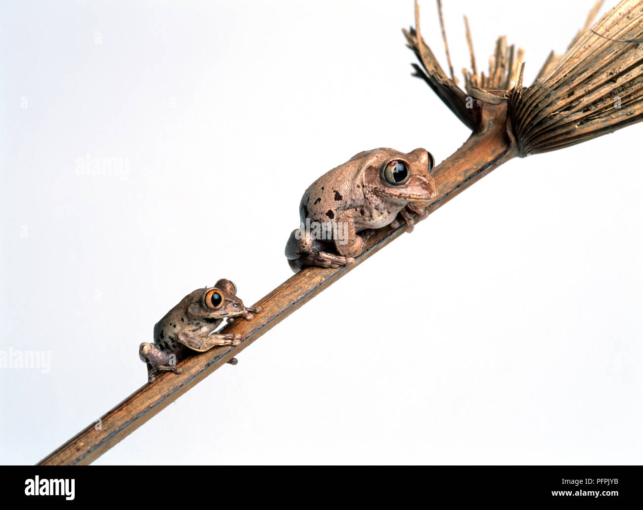 Leptopelis modestus hi-res stock photography and images - Alamy