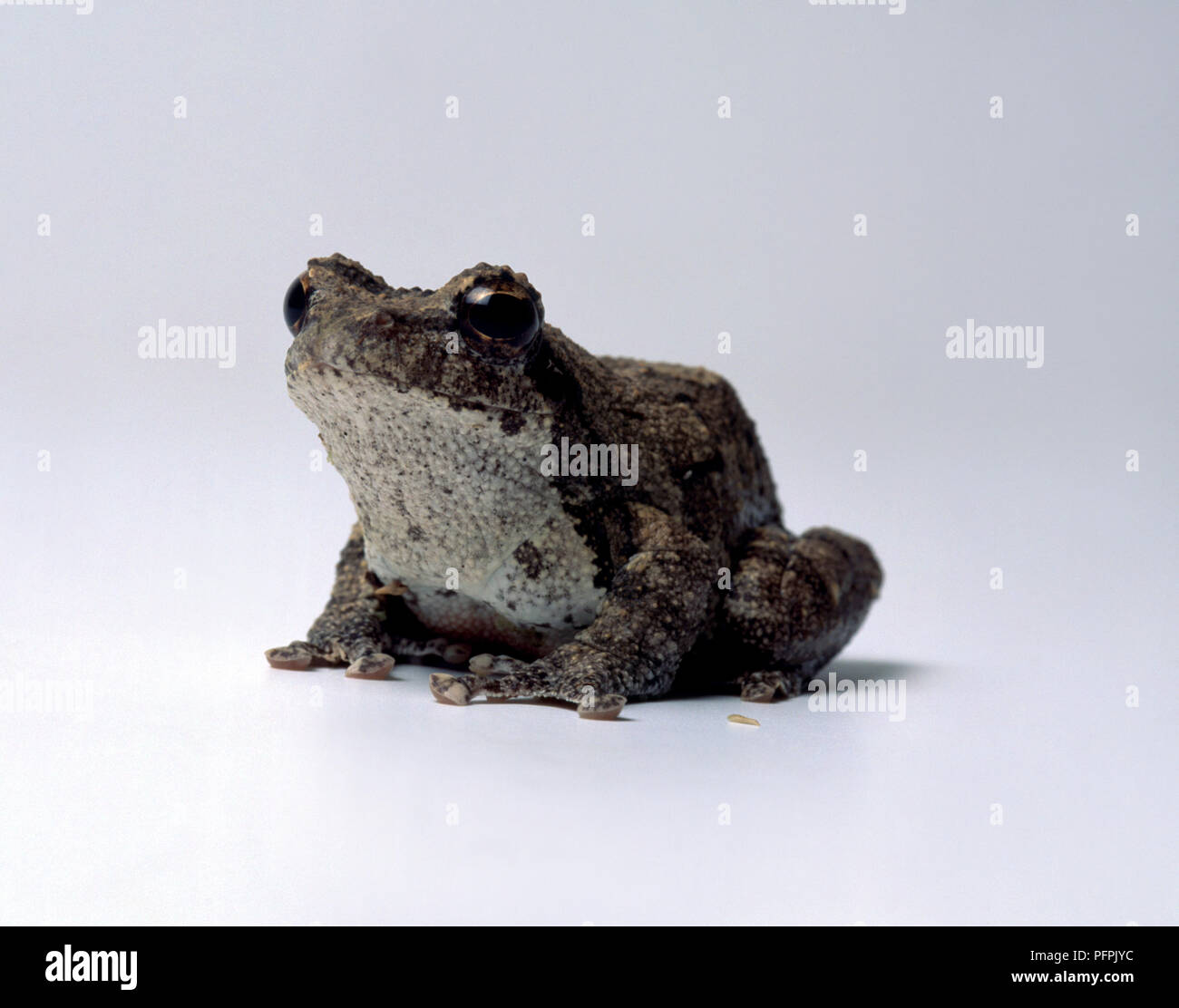 Foam tree frog hi-res stock photography and images - Alamy
