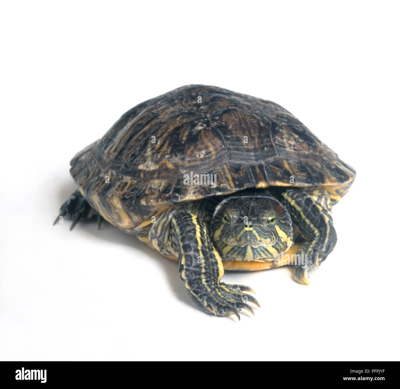 Emydidae hi-res stock photography and images - Alamy