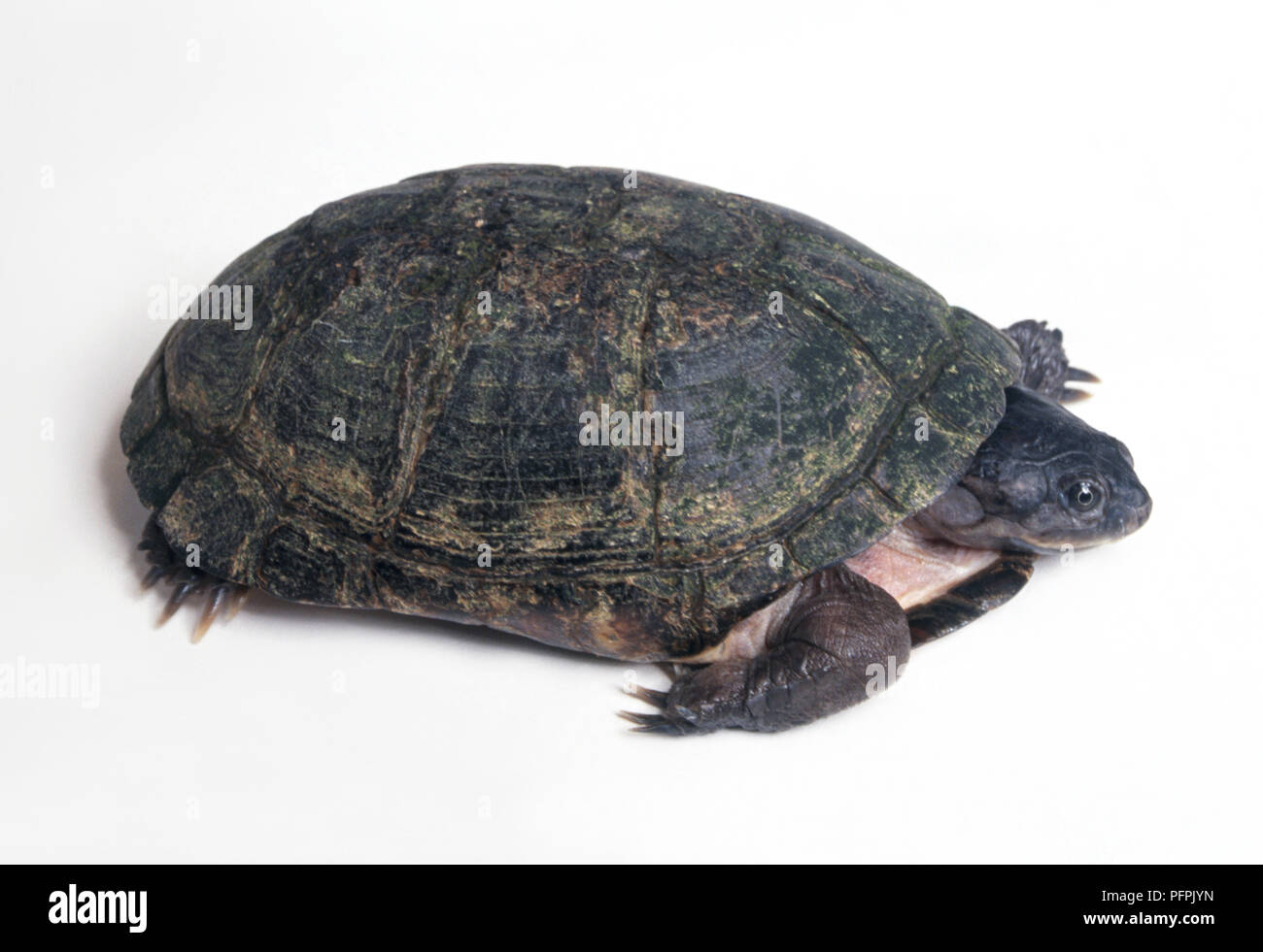 Pelusios niger hi-res stock photography and images - Alamy