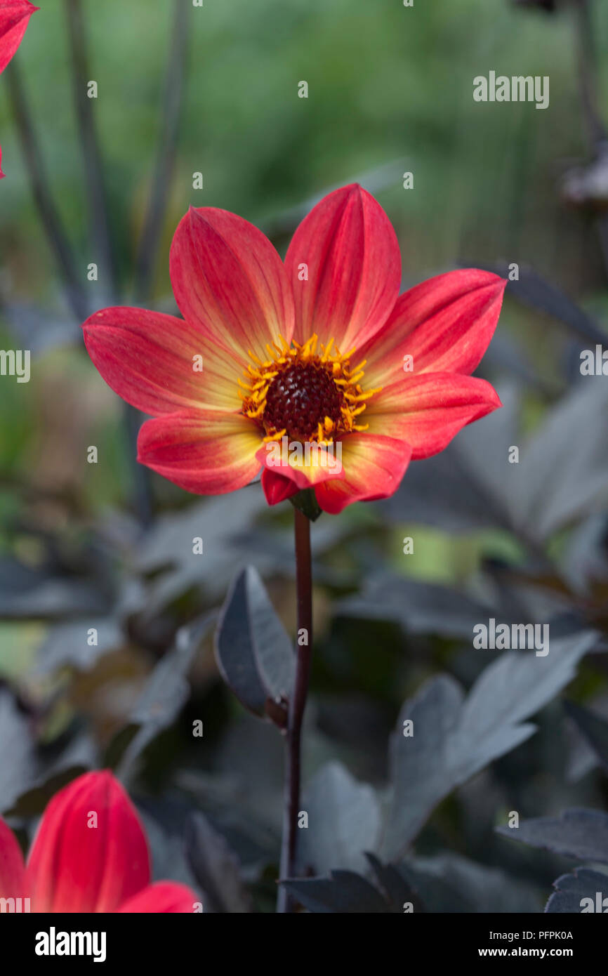 Happy single flame hi-res stock photography and images - Alamy