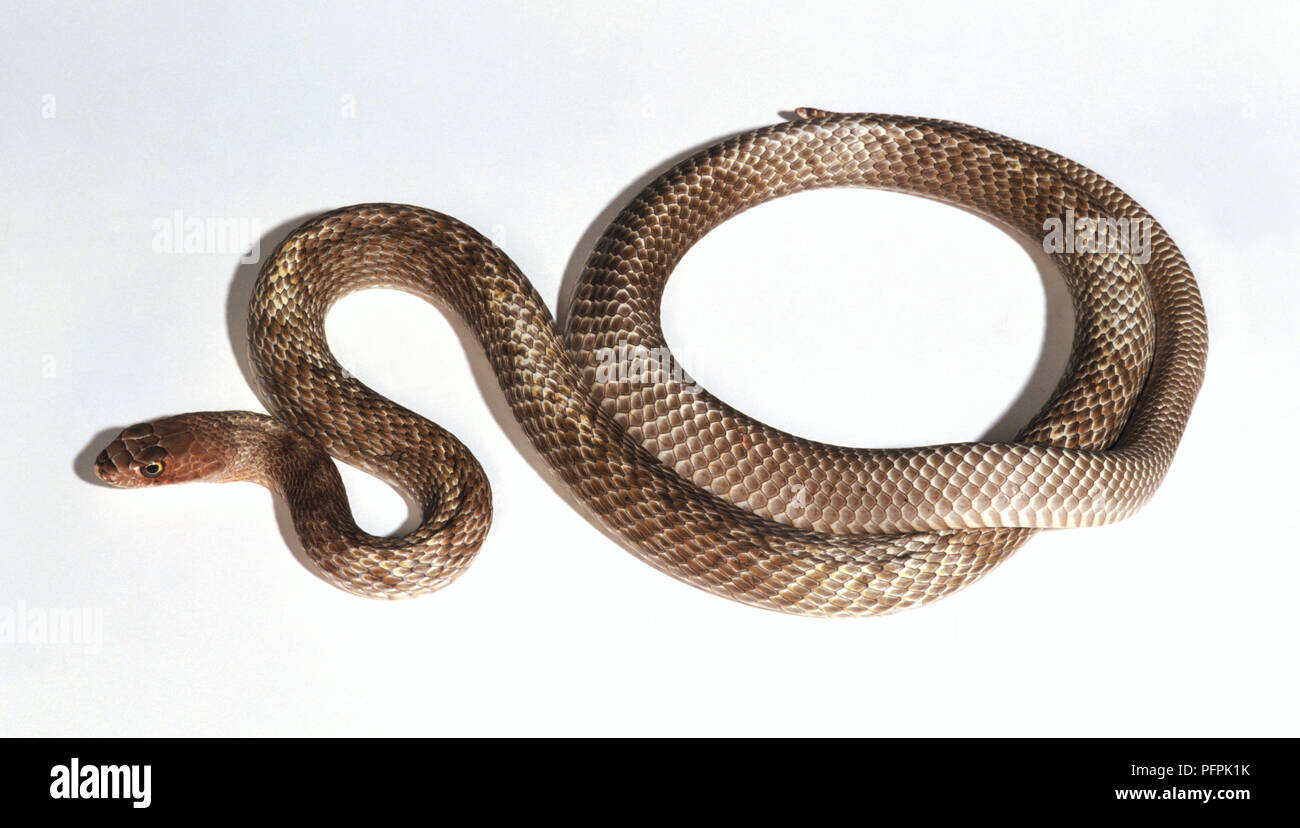 Wriggling snake hi-res stock photography and images - Alamy