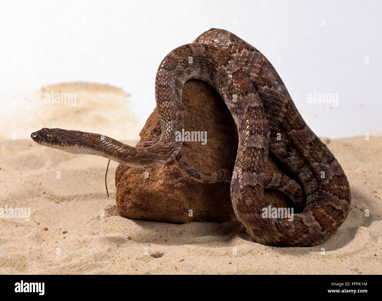 Lyre snake hi-res stock photography and images - Alamy