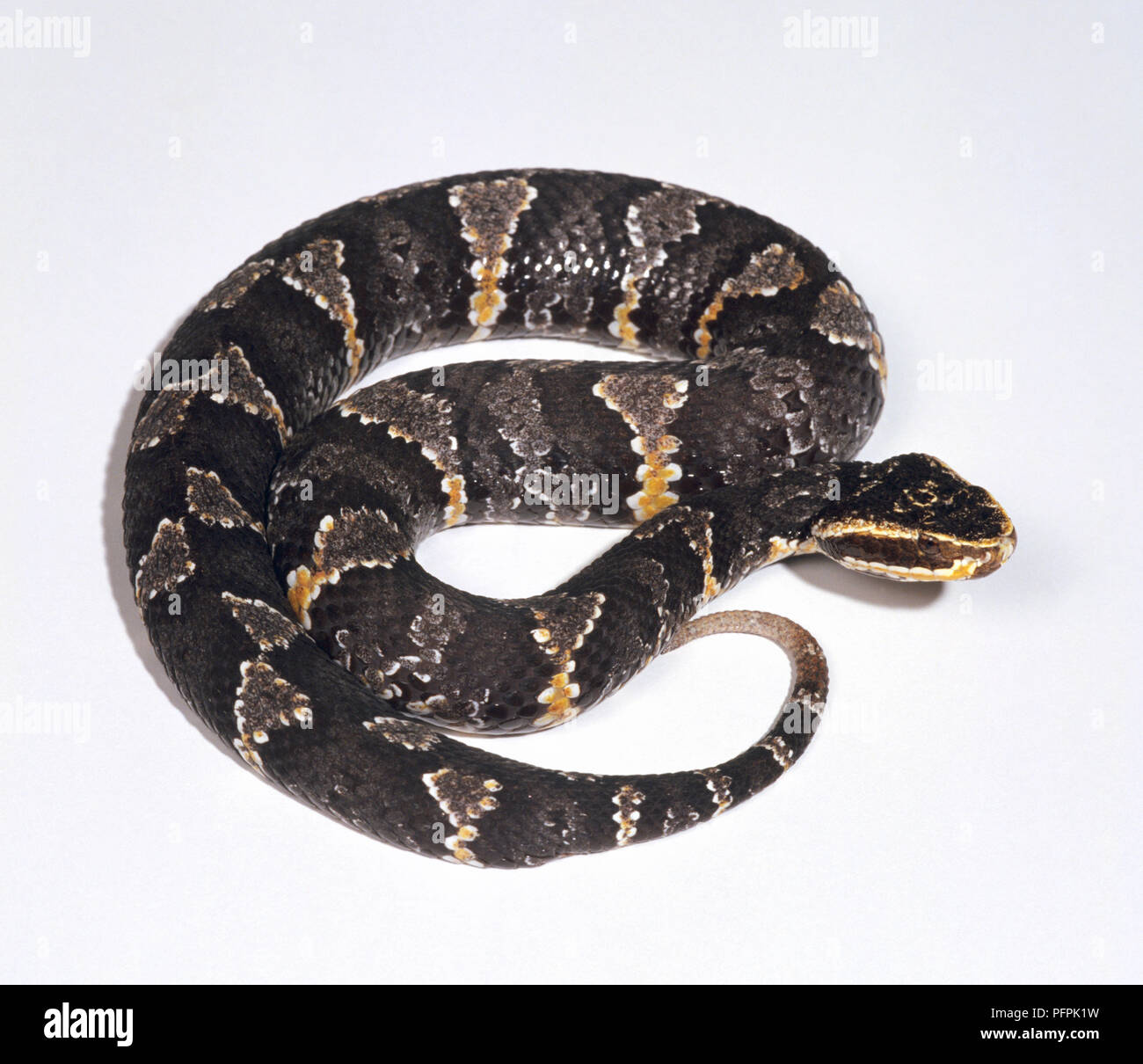 Taylor's Cantil, Ornate Cantil (Agkistrodon bilineatus taylori), female ...