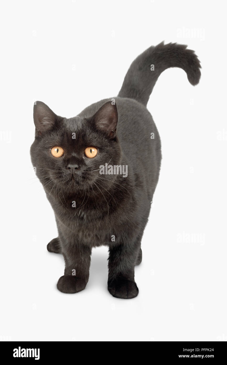 British Shorthair Self cat Stock Photo - Alamy
