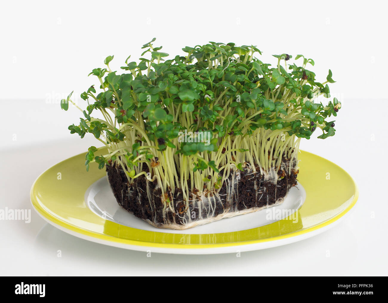 Watercress growing on small patch of soil Stock Photo - Alamy