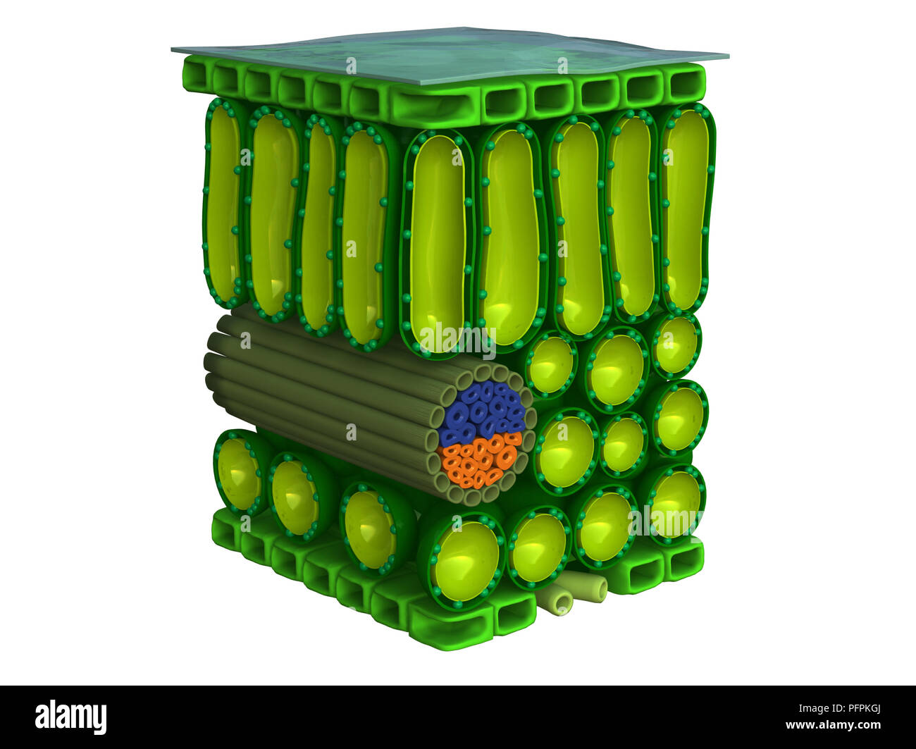 Palisade Cell High Resolution Stock Photography and Images - Alamy