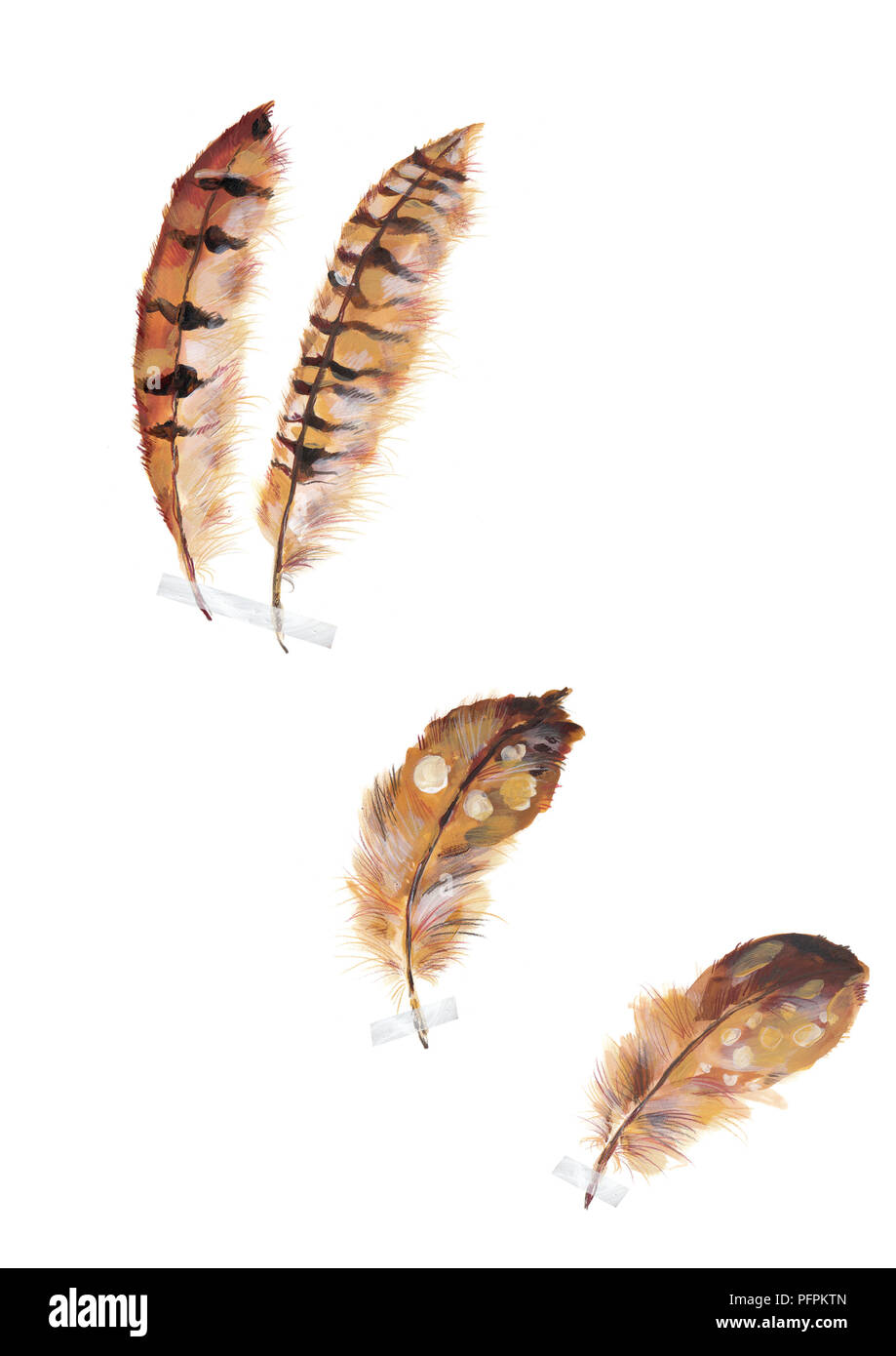 Body feather hi-res stock photography and images - Alamy