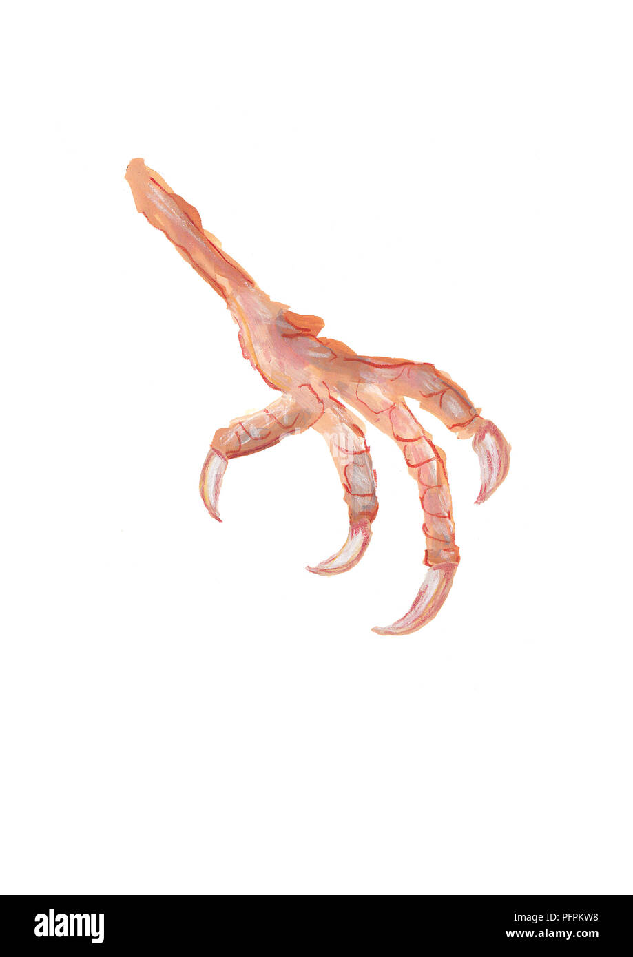 Foot of a perching bird Stock Photo - Alamy