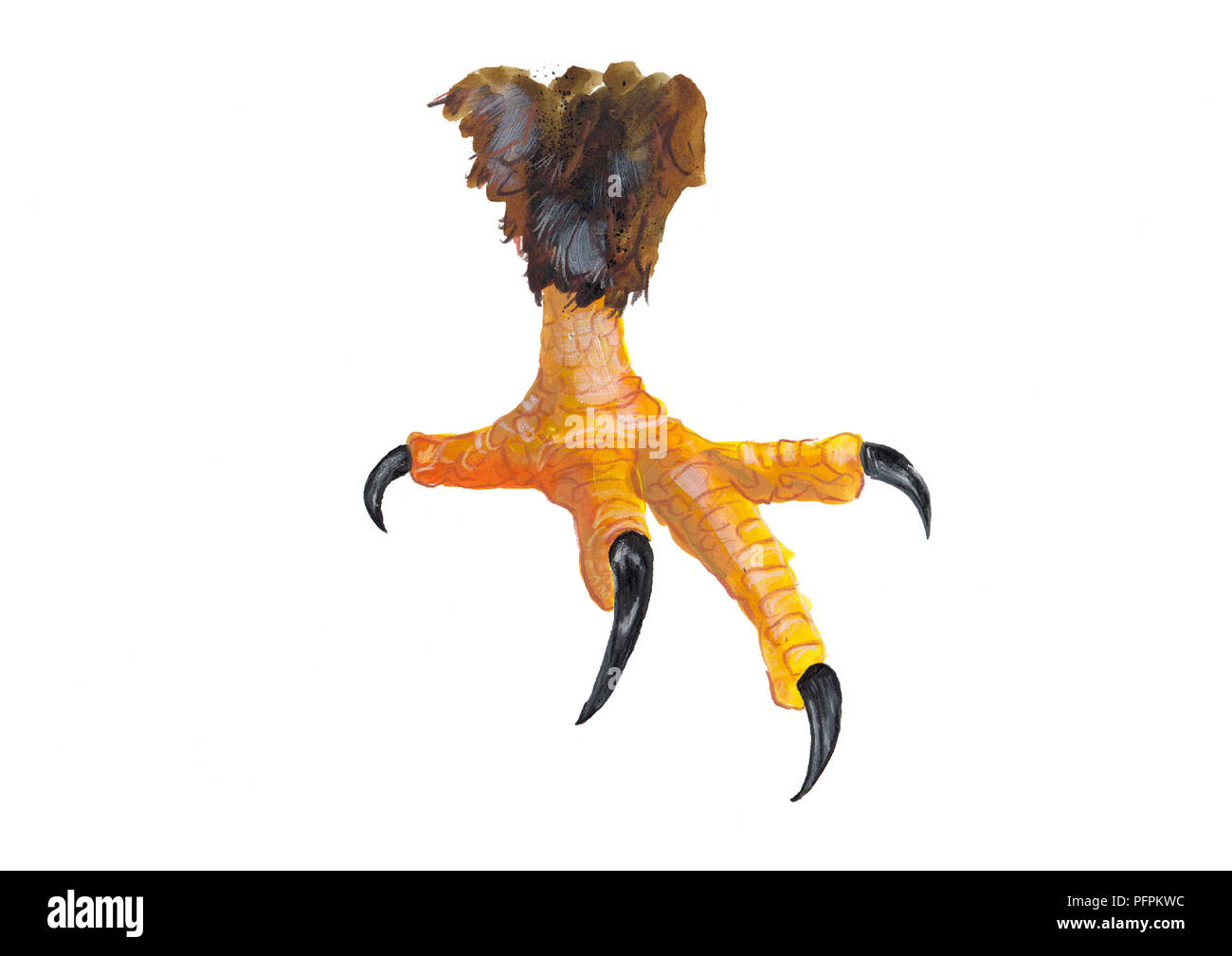 Body feather hi-res stock photography and images - Alamy