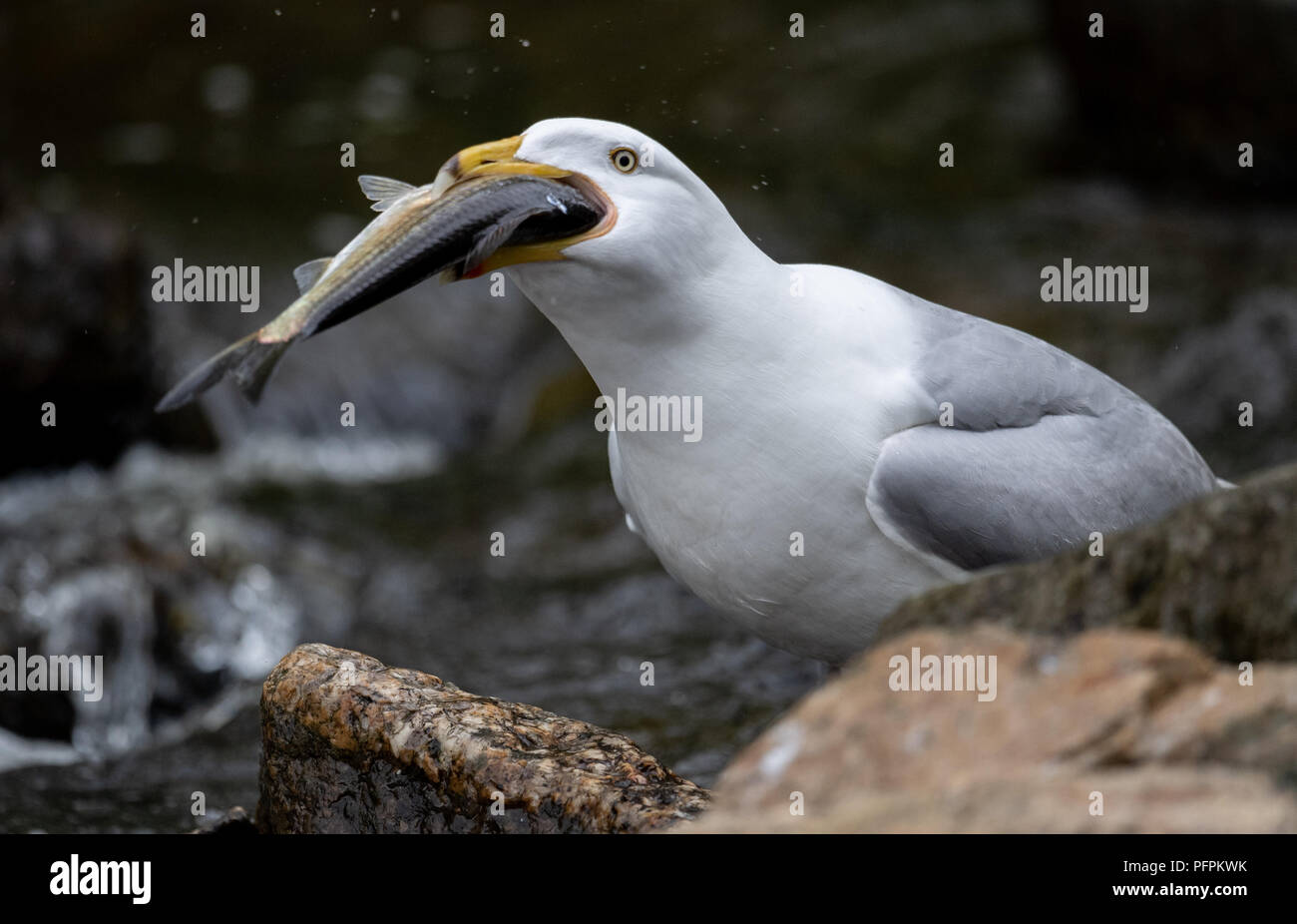 Closeup of a Seagull eating a Fish Stock Photo - Alamy