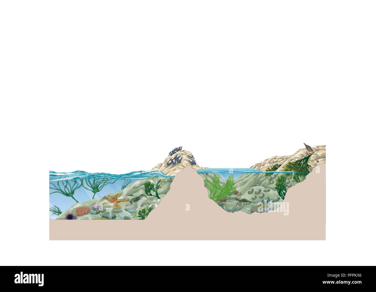 On the shore of Cut Out Stock Images & Pictures - Alamy