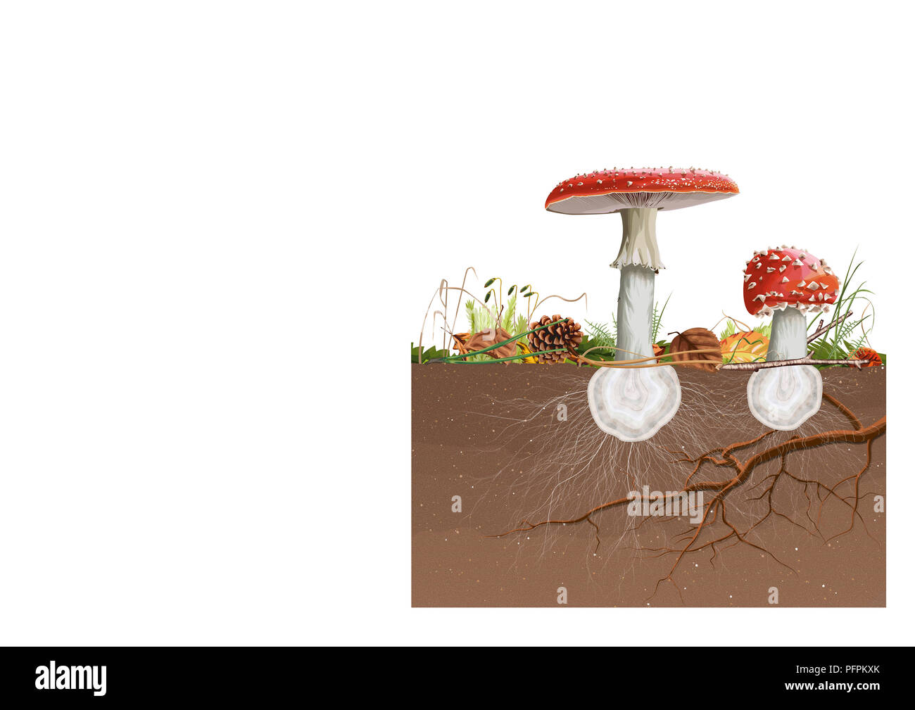 Forest fungi Cut Out Stock Images & Pictures - Alamy