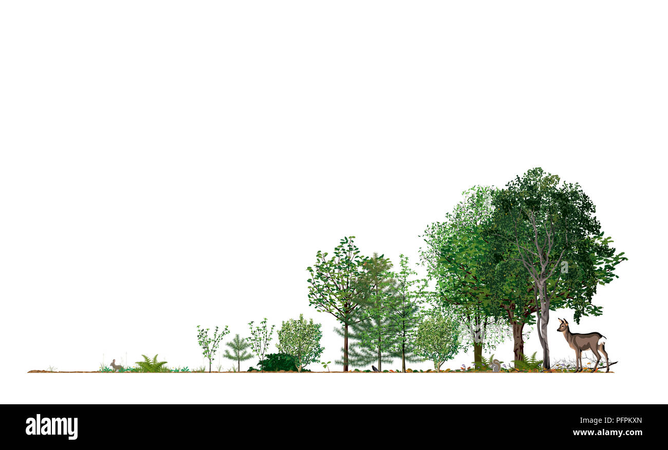 Formation/Development of a forest/ Succession Stock Photo - Alamy