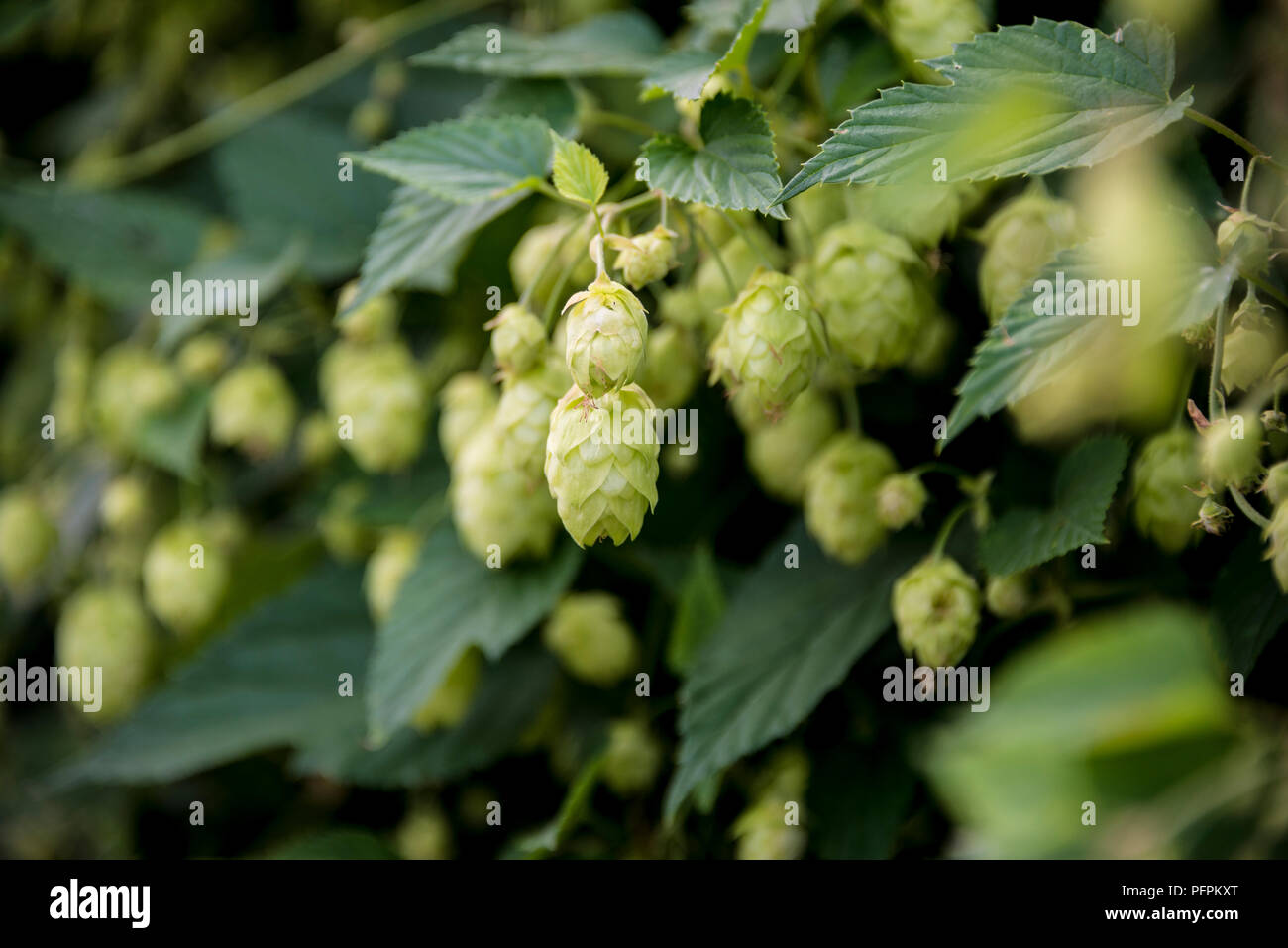 flowers and leaves of common hop plant Stock Photo - Alamy