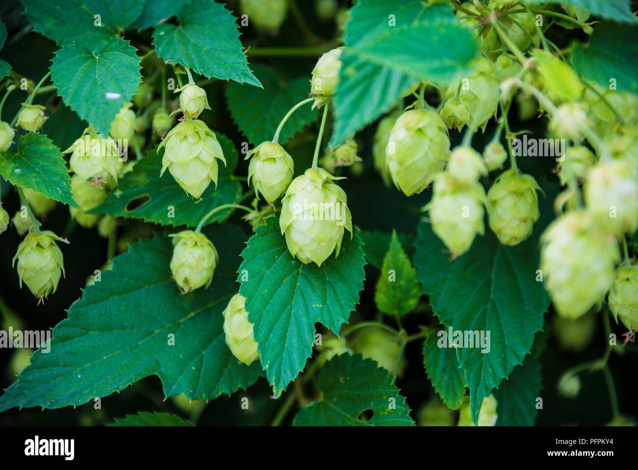 flowers and leaves of common hop plant Stock Photo - Alamy