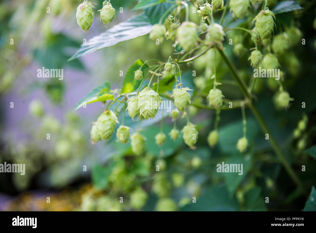 flowers and leaves of common hop plant Stock Photo - Alamy