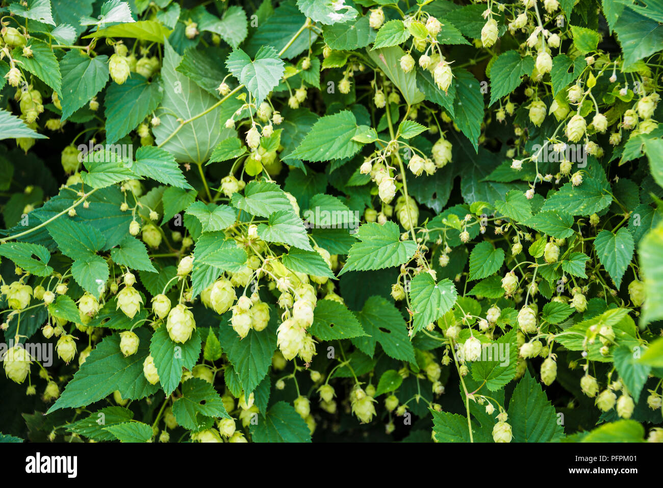 flowers and leaves of common hop plant Stock Photo - Alamy
