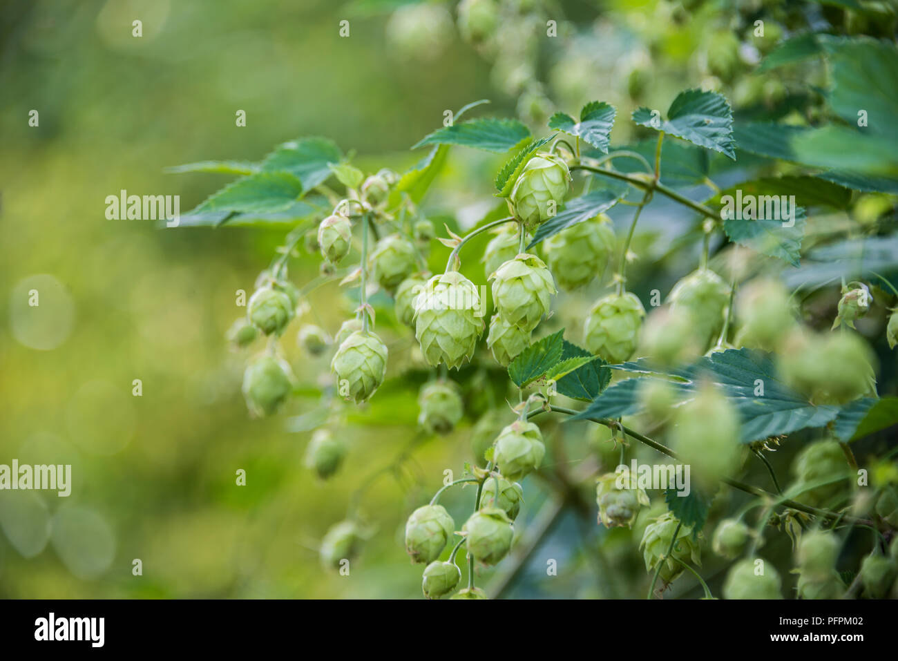 Common hop plant hi-res stock photography and images - Alamy