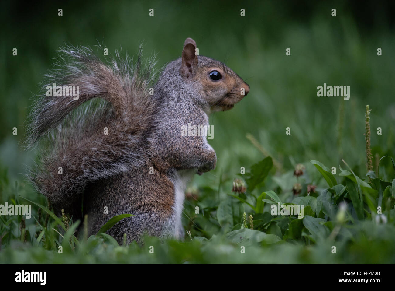 Eastern Gray Squirrel Stock Photo - Alamy