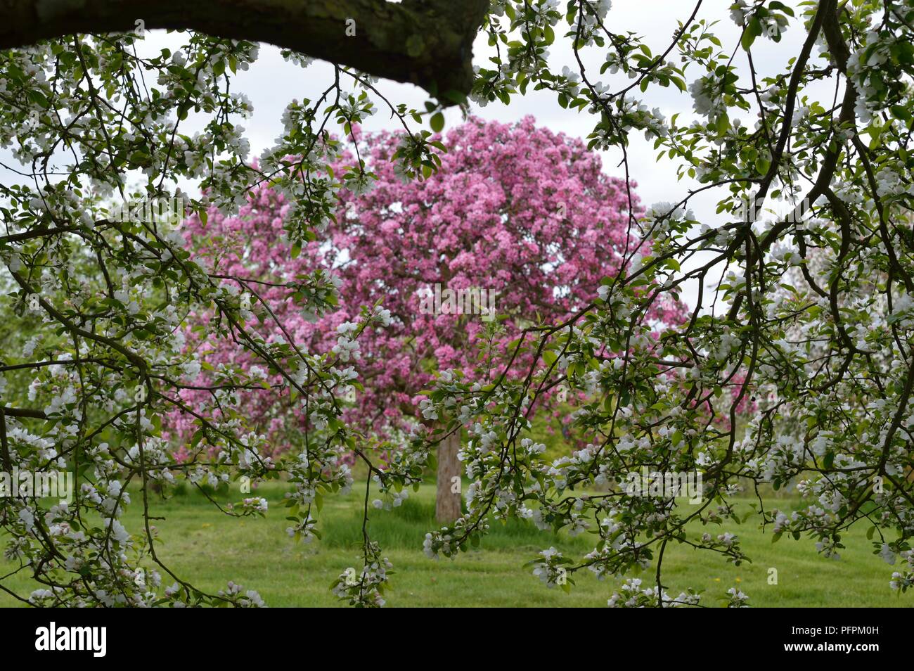 Cherry trees in flower Stock Photo - Alamy