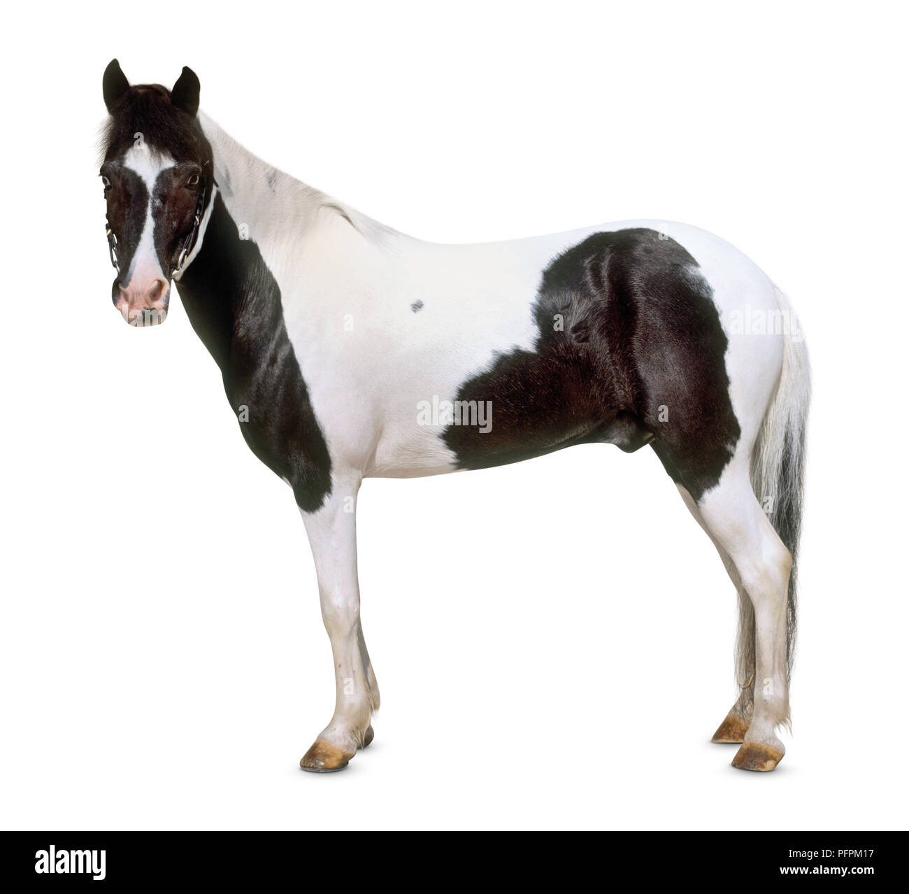 Side view looking Cut Out Stock Images & Pictures - Alamy