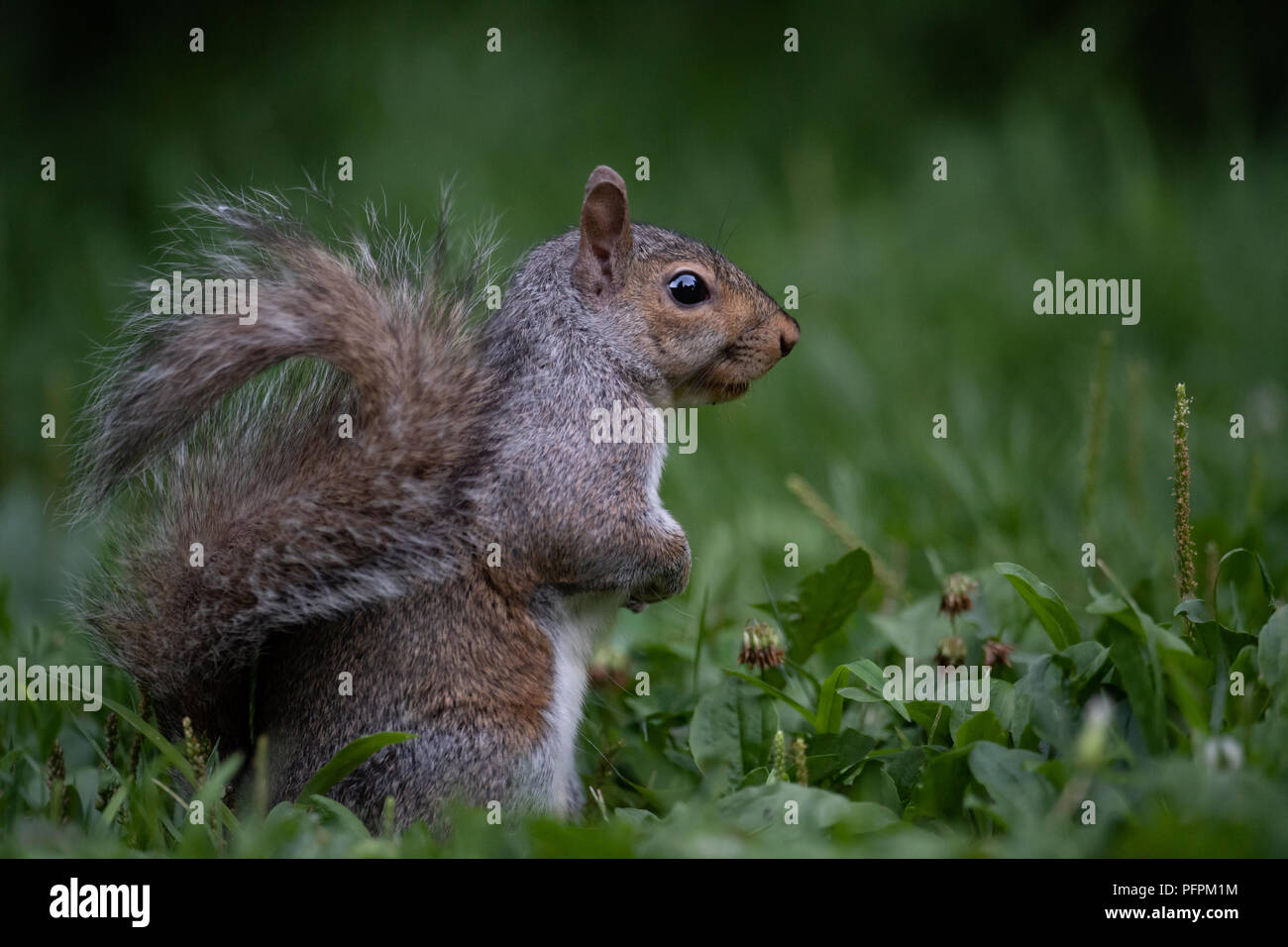 Eastern Gray Squirrel Stock Photo - Alamy
