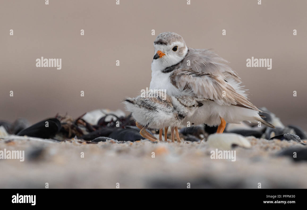 Piping plover fly hi-res stock photography and images - Alamy