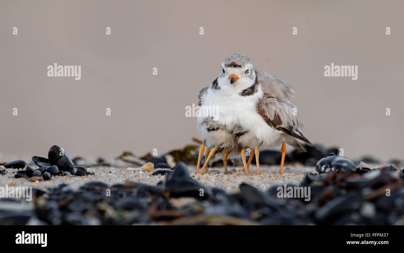 Piping plover fly hi-res stock photography and images - Alamy