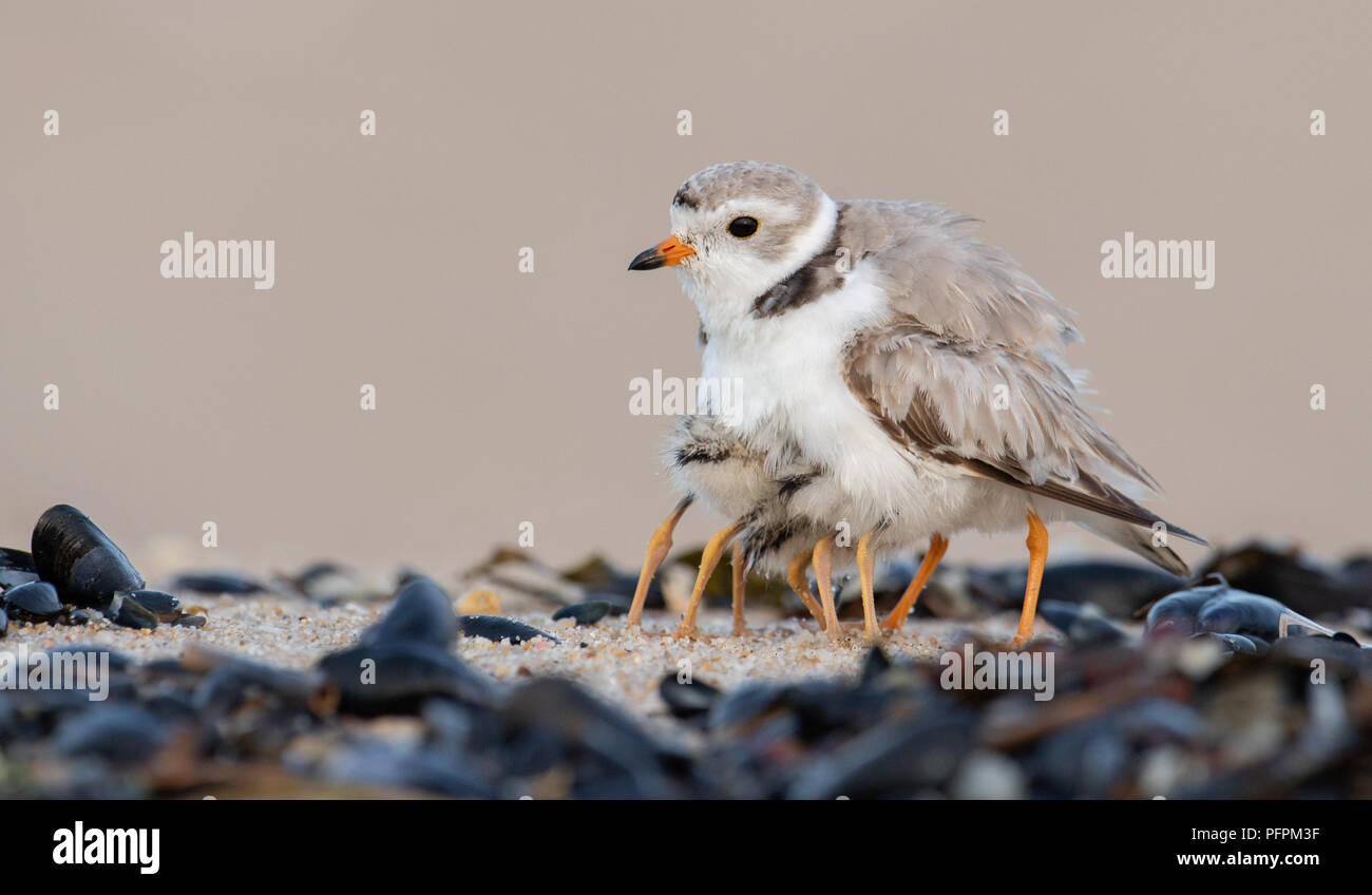 Piping plover hi-res stock photography and images - Alamy