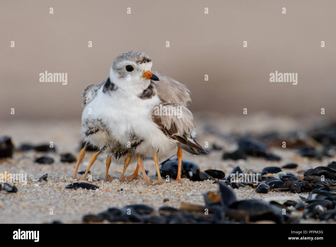 Piping plover fly hi-res stock photography and images - Alamy