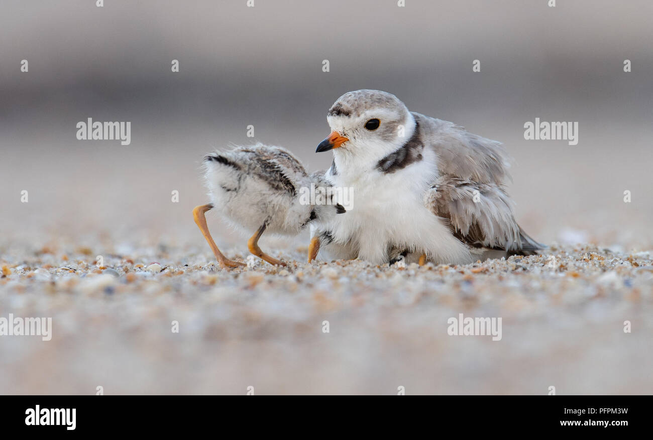 Piping plover fly hi-res stock photography and images - Alamy