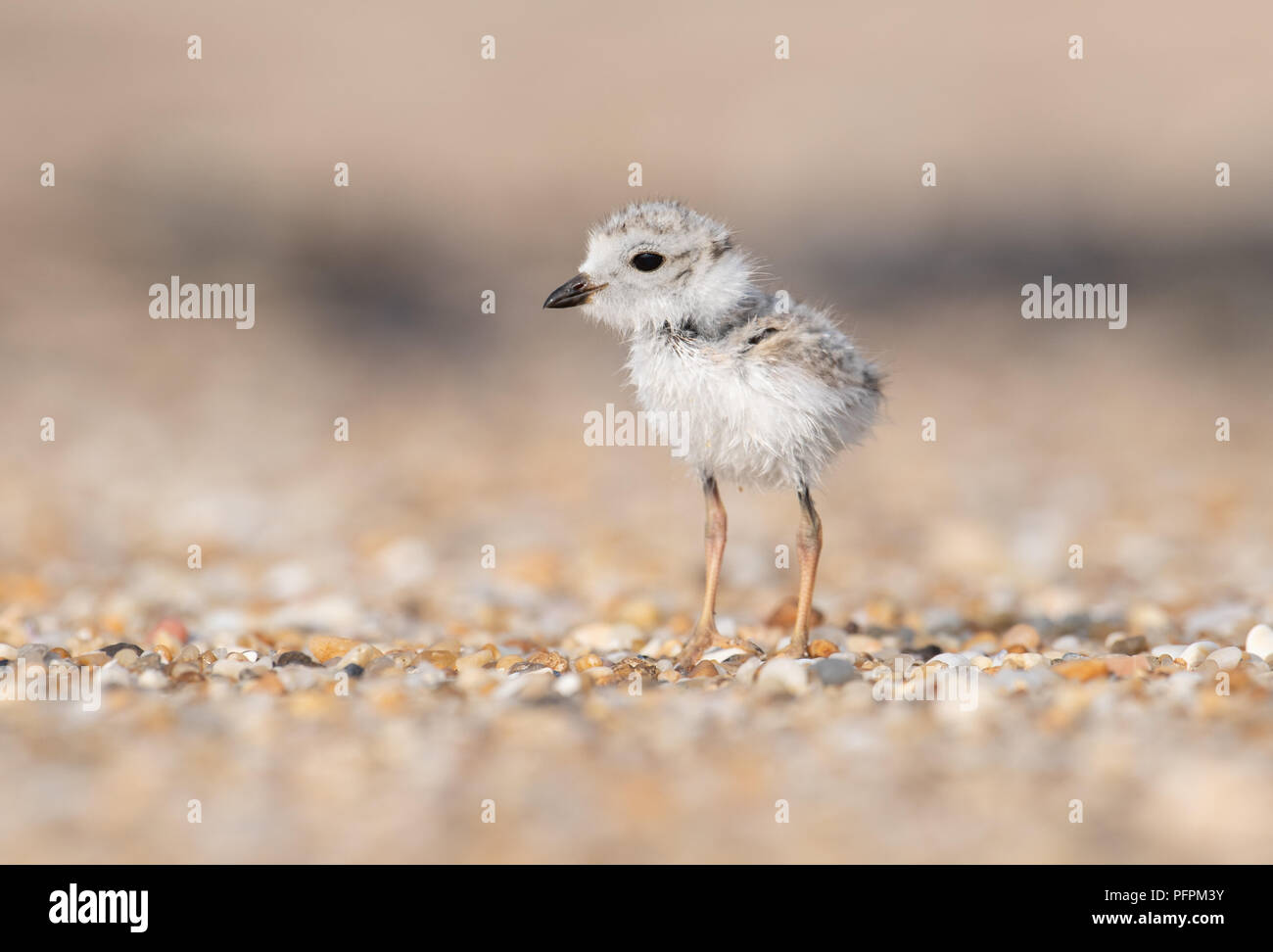 Piping plover fly hi-res stock photography and images - Alamy