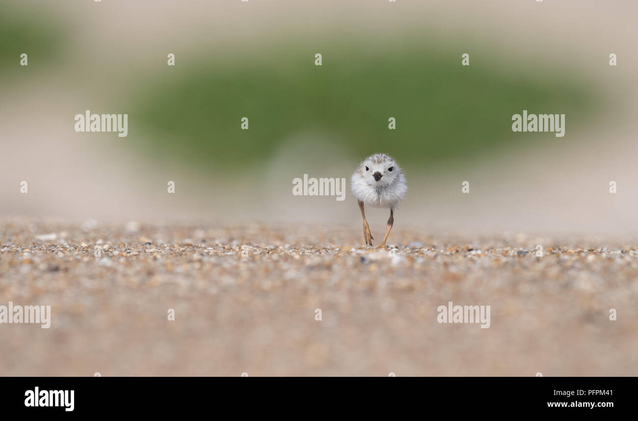 Piping plover fly hi-res stock photography and images - Alamy