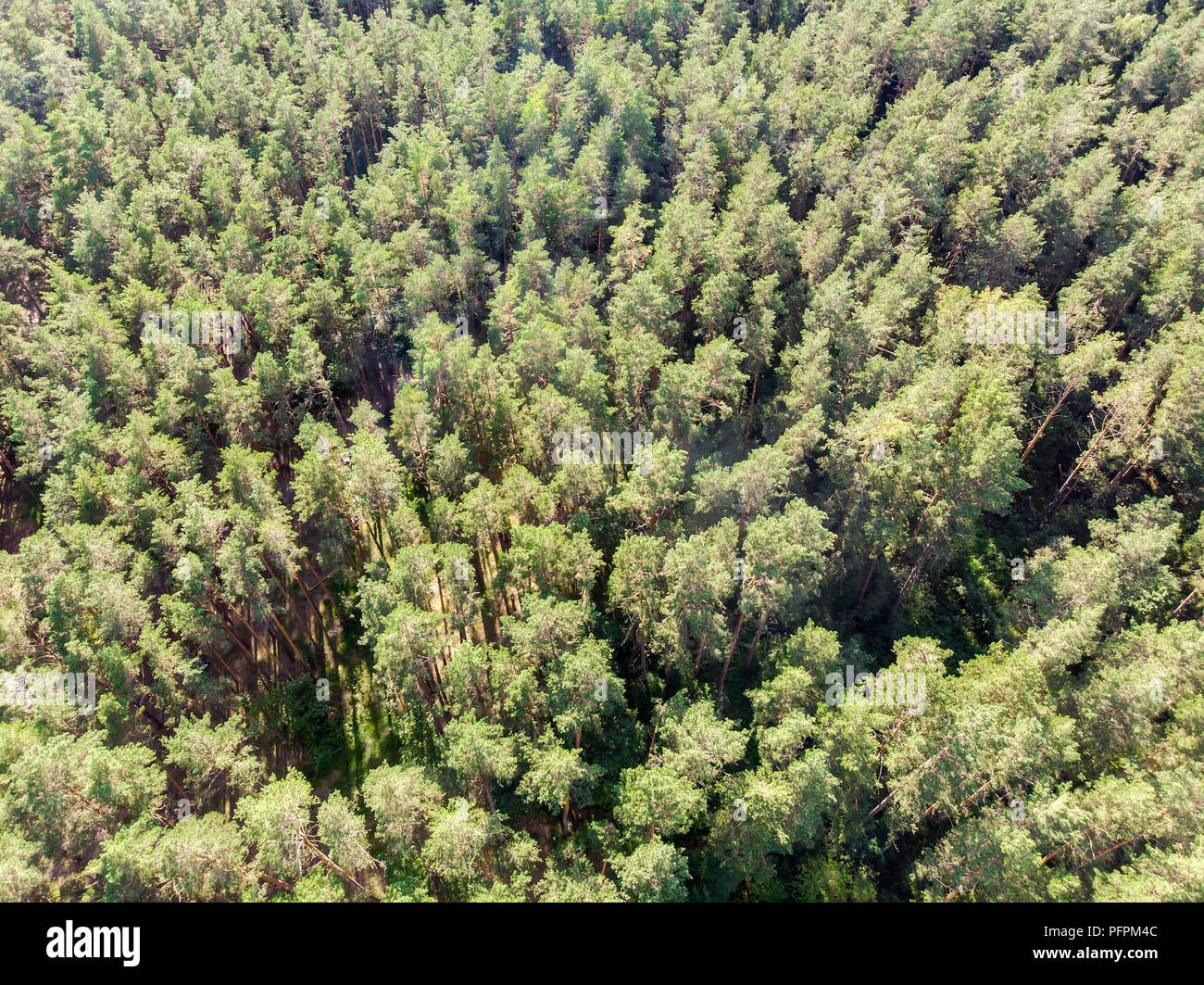 Coniferous forest top view flight hi-res stock photography and images - Alamy