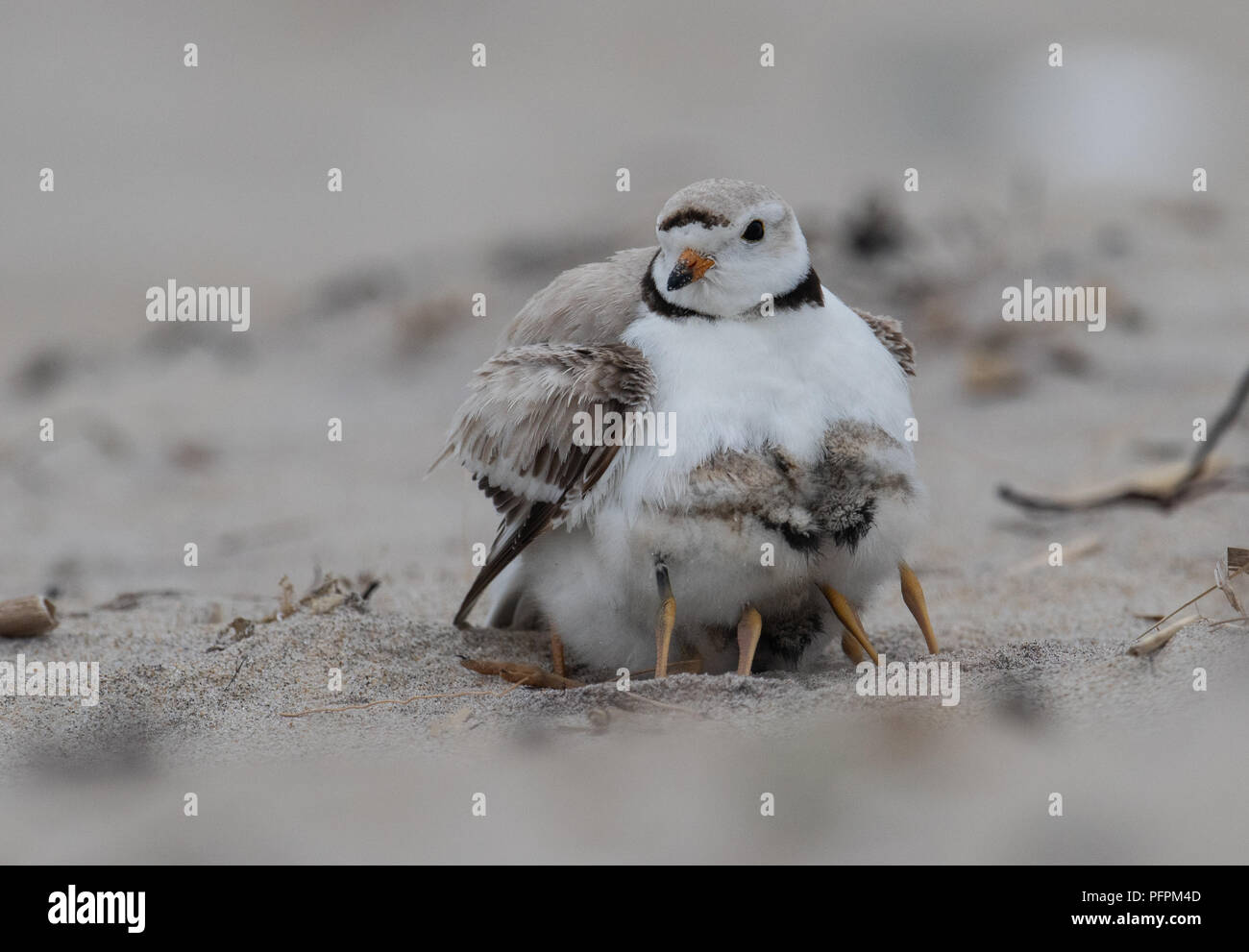 Piping plover fly hi-res stock photography and images - Alamy